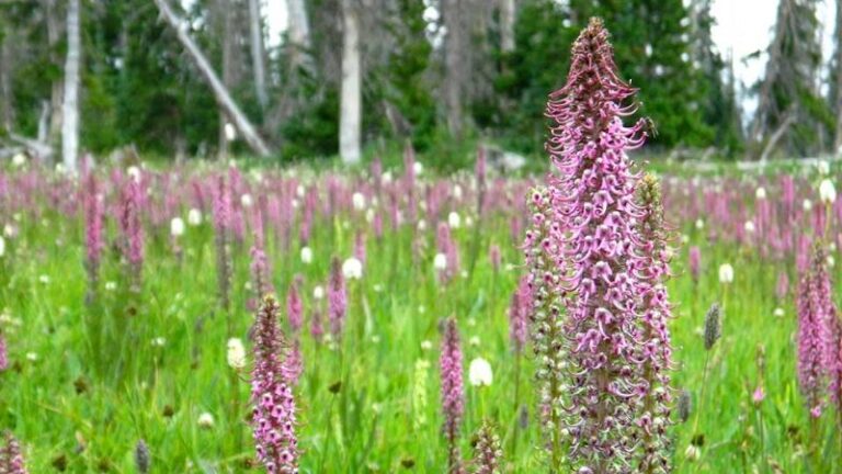 10 Most Common Utah Wildflowers | Alta Chalets